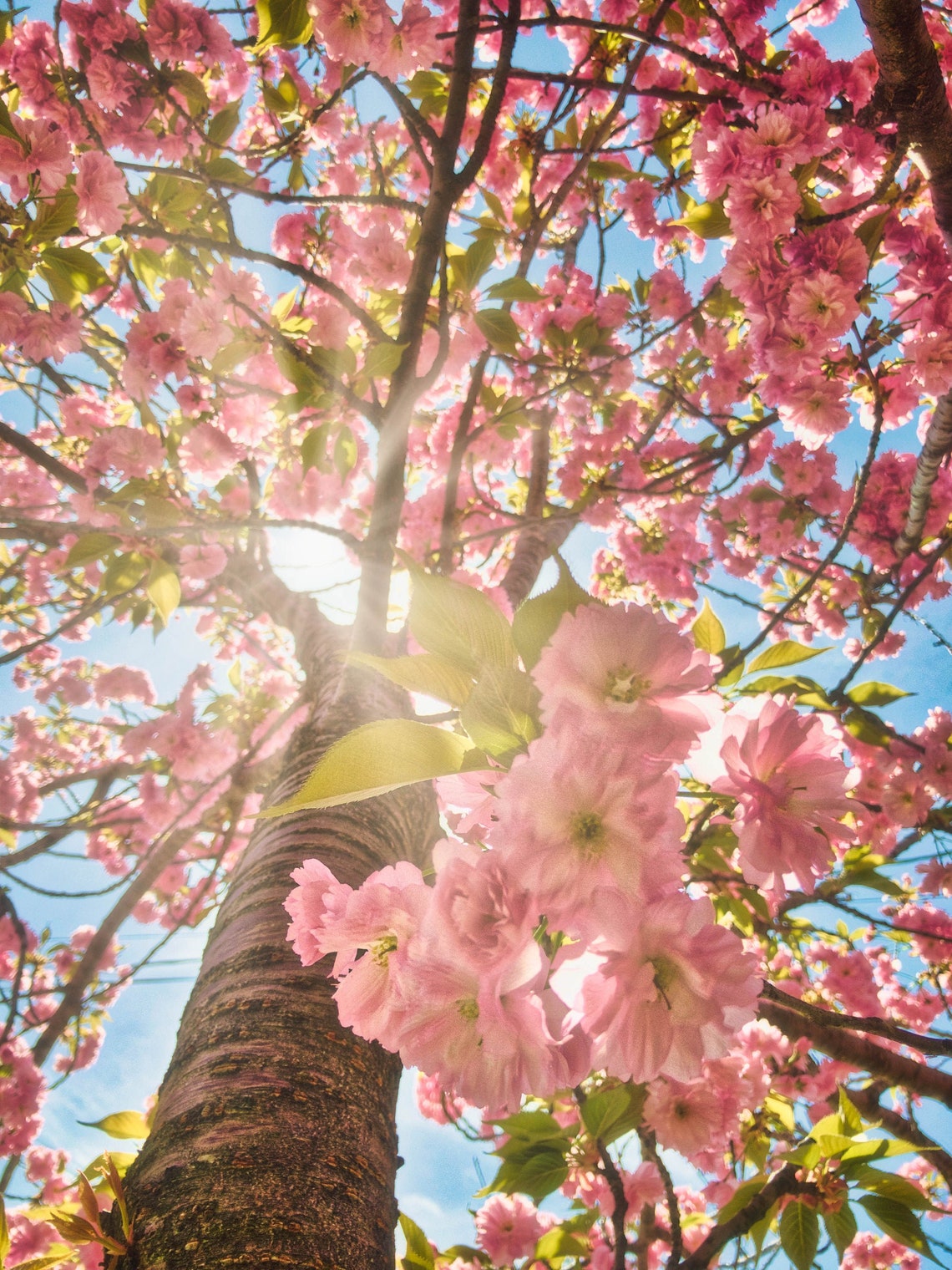 Boston: Cherry Blossom New England Spring Floral | Etsy