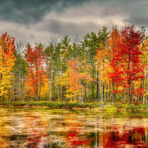 Fall Wall Art Autumn Home Decor New England Fall Foliage - Etsy