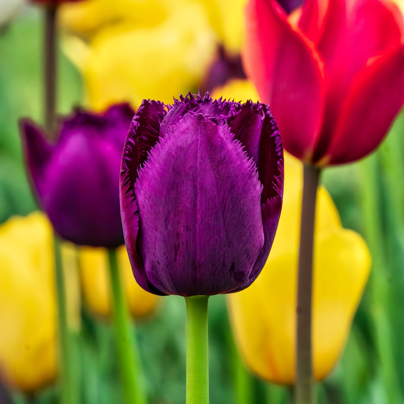 Tulip Wall Art - Etsy