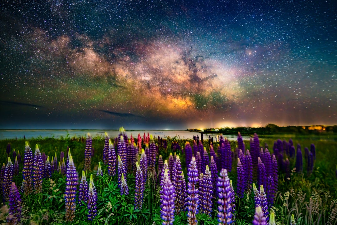 Cape Cod Lupines and Night Stars | Milky Way | Cape Cod Wall Art - Etsy