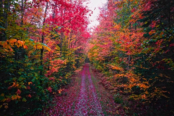 Vermont Fall Foliage Dirt Road in Autumn Colors New - Etsy