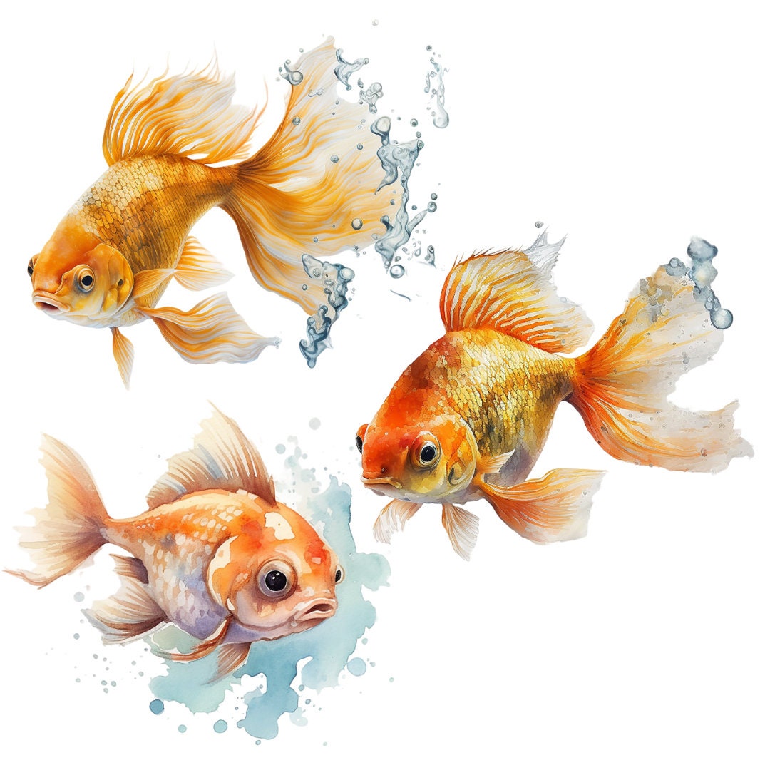 Watercolor Goldfish Clipart, Aquarium Clip Art, Fish Clipart PNG Format ...