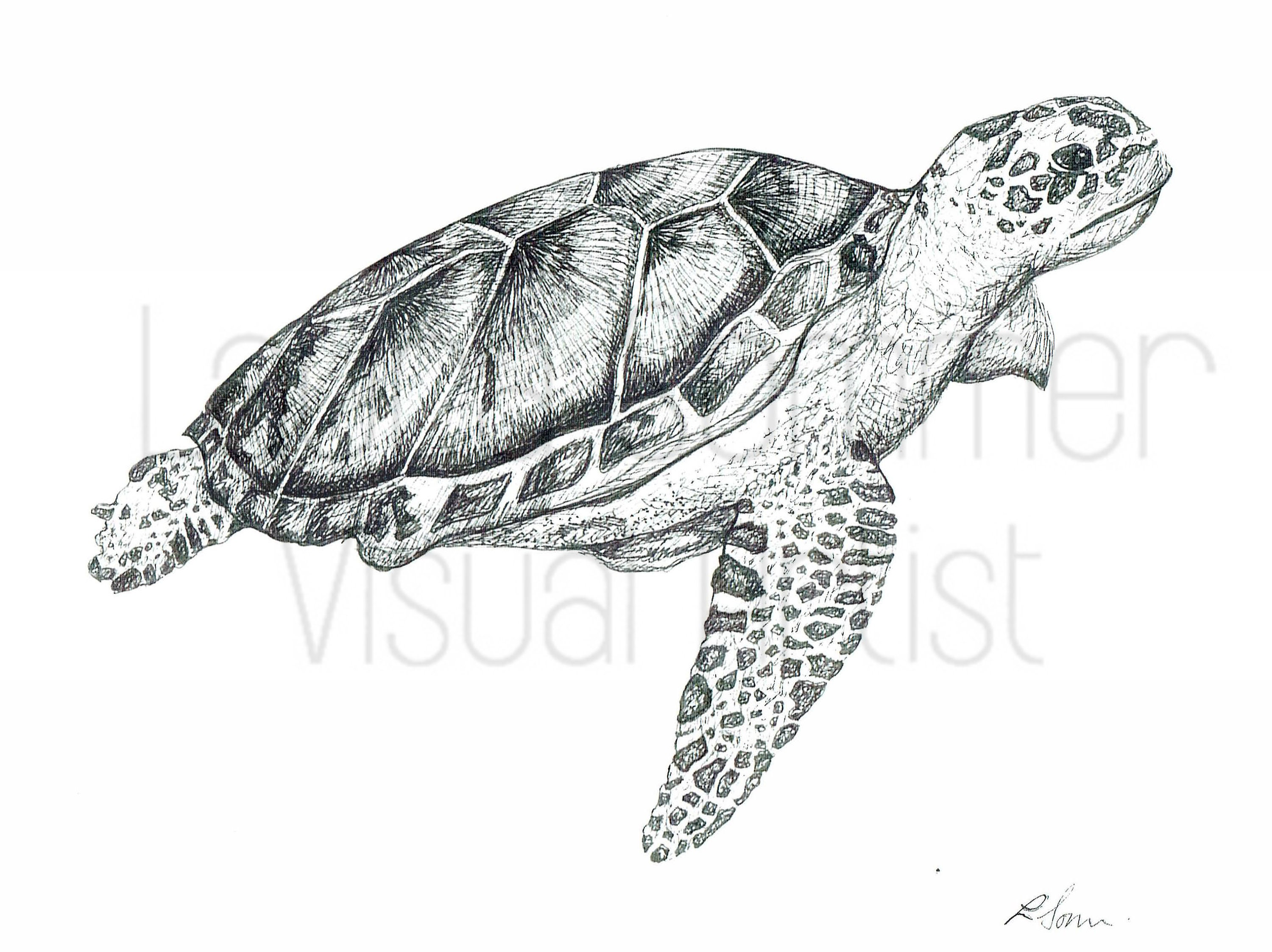 Sea Turtle Illustration in Black Pen Digital Download - Etsy New Zealand