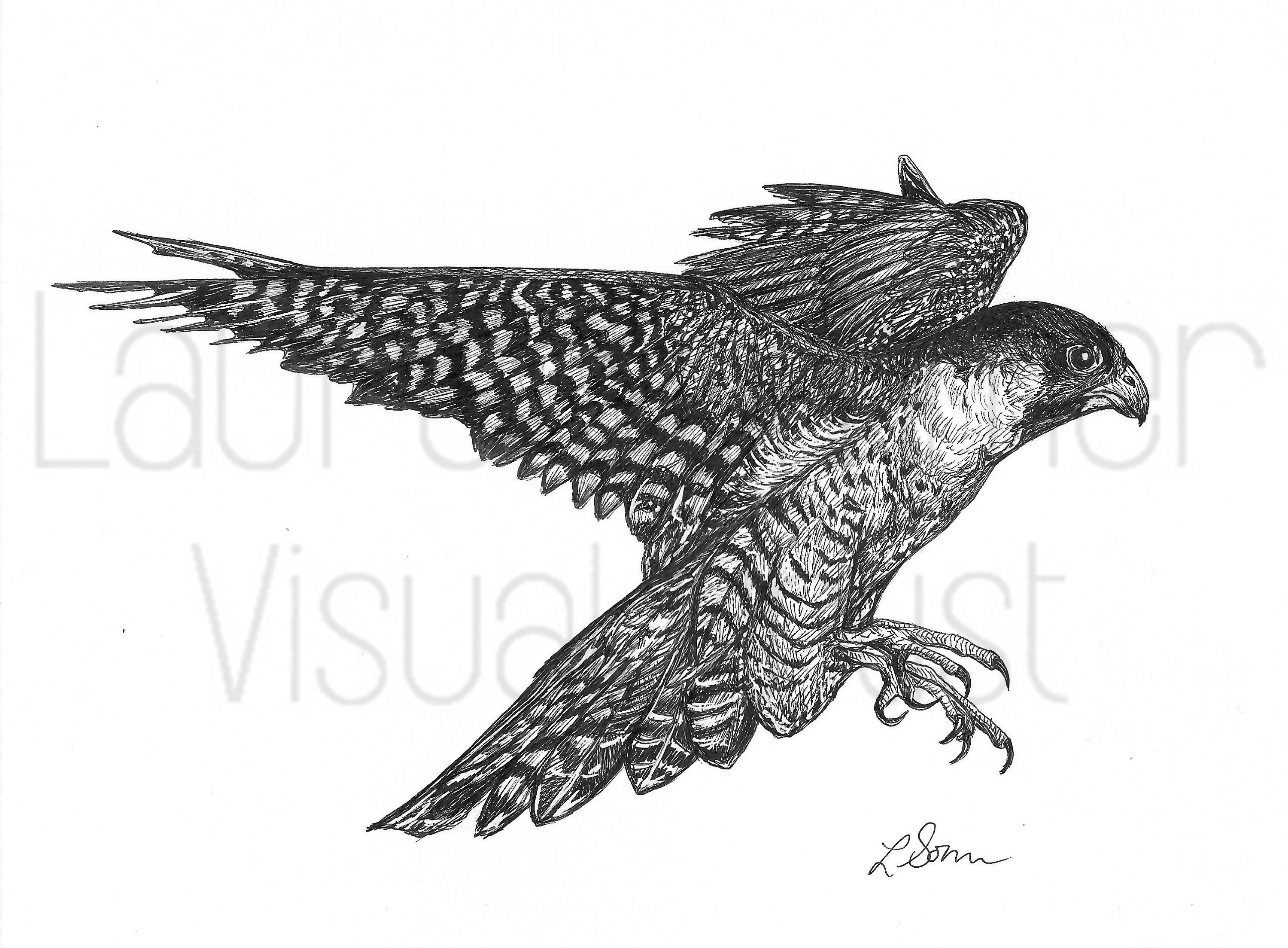 Peregrine Falcon Illustration in Black Pen Digital Download - Etsy