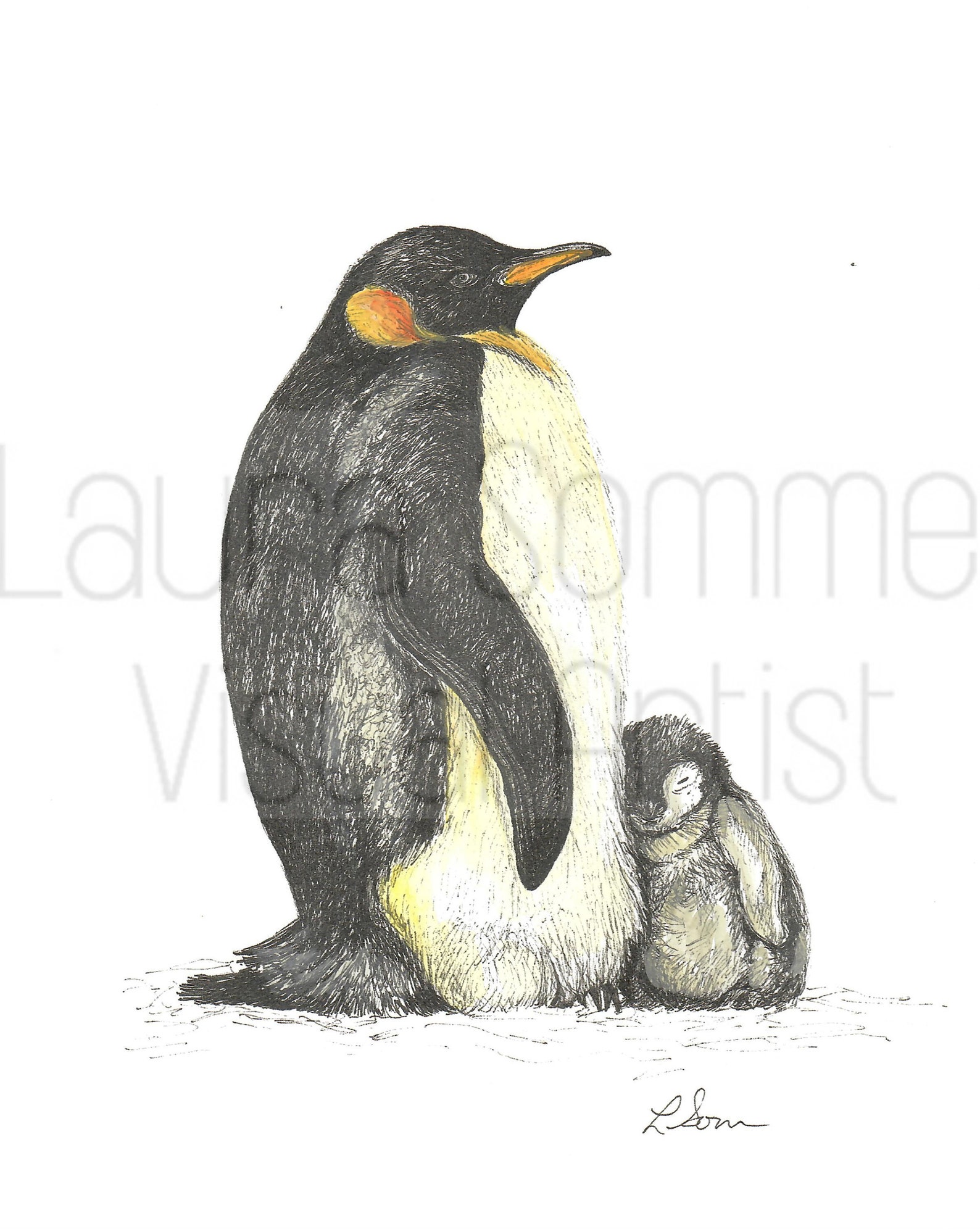 Penguin and Chick Illustration in Water-color and Black Pen - Digital ...