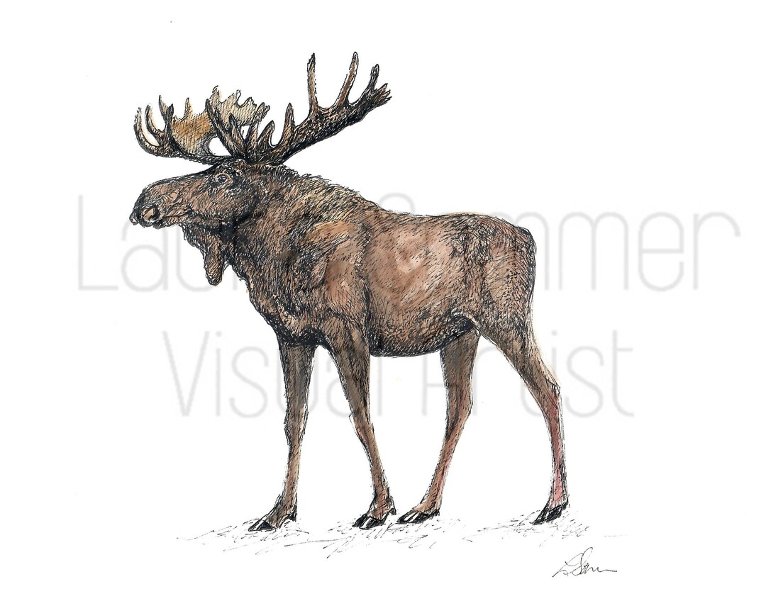 Moose Illustration in Water-color and Black Pen - Digital Download - Etsy