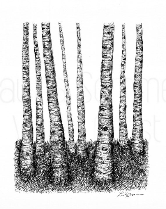 Aspen Trees Illustration in Black Pen Digital Download | Etsy