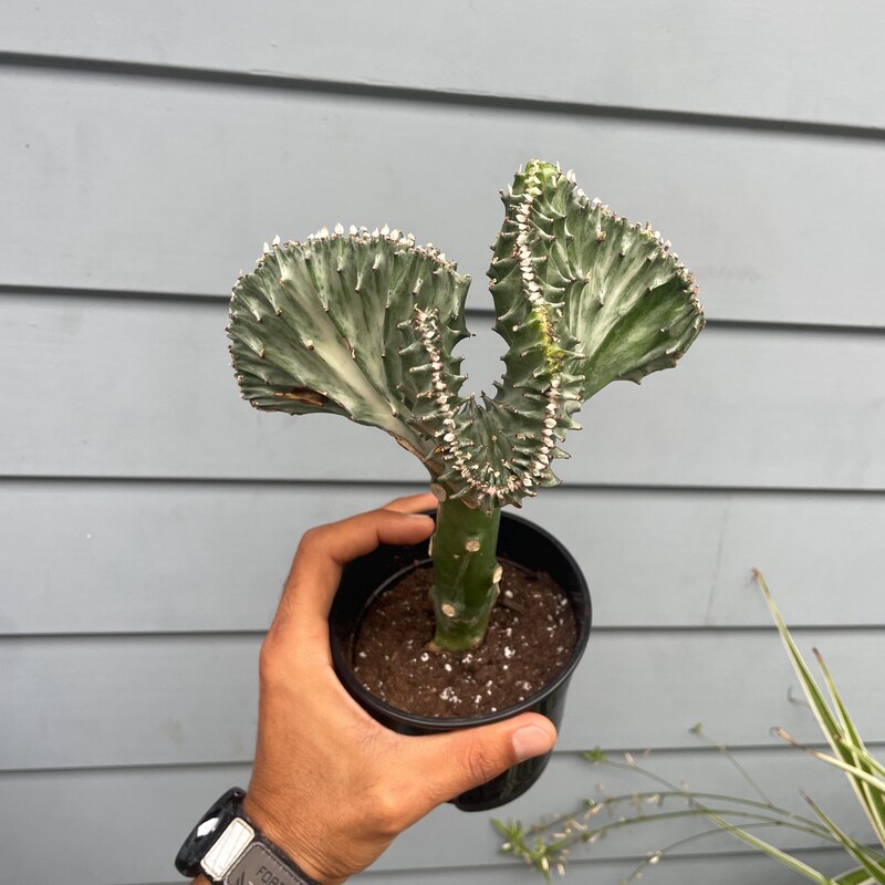 Blue Crested Cactus - Etsy