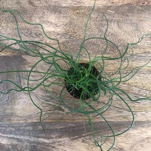 2" Juncus Spiral -corkscrew Reed - Etsy