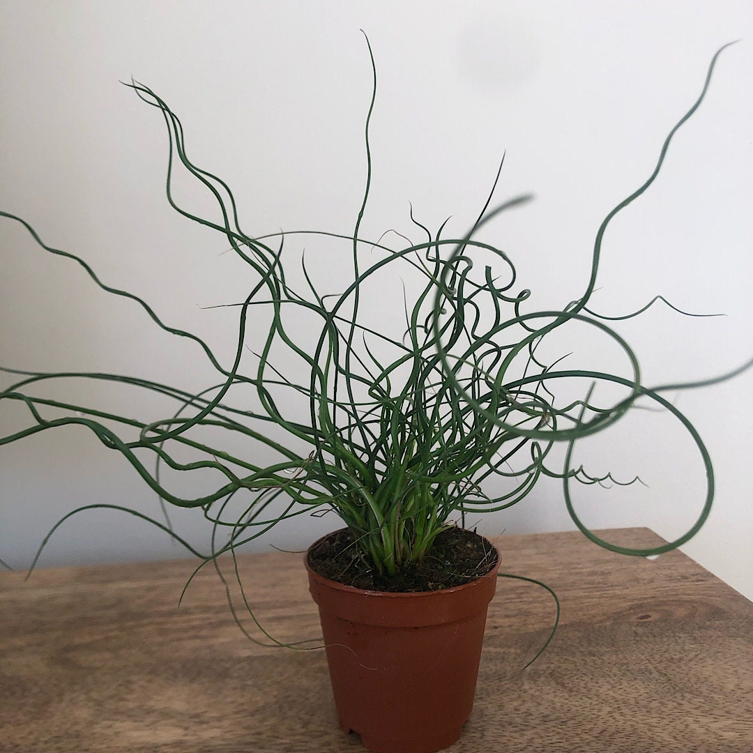 2" Juncus Spiral -corkscrew Reed - Etsy