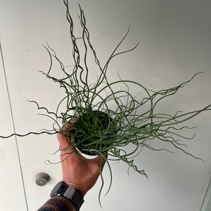 4" Juncus Spiral -corkscrew Reed - Etsy