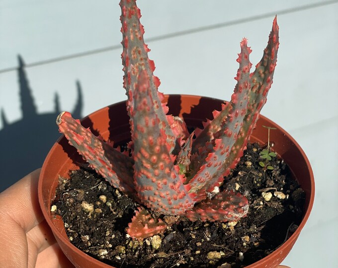 Aloe Christmas Carol - Etsy