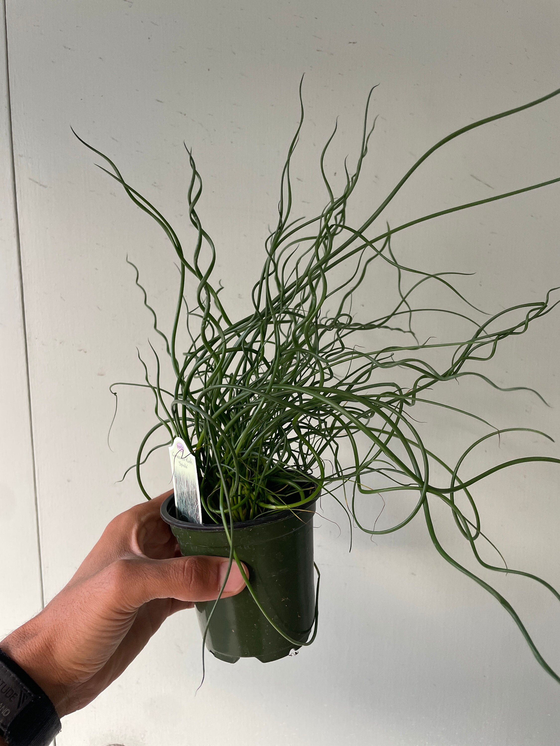 4 Juncus Spiral corkscrew Reed - Etsy