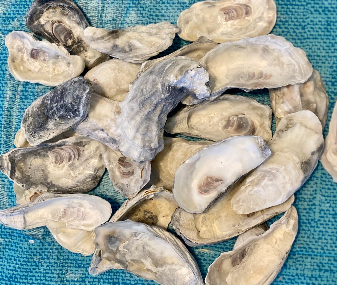 Oyster Shells Ocean Tumbled Craft Project Ideas - Etsy