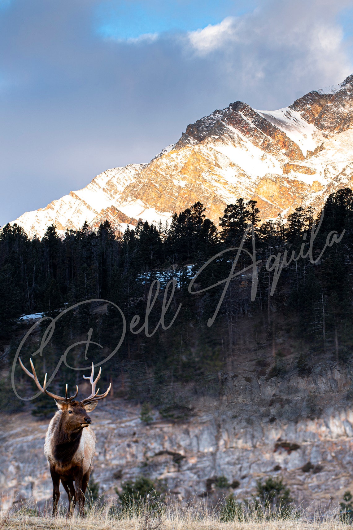 Golden Elk Jasper National Park Canadian Rocky Mountains Wildlife ...