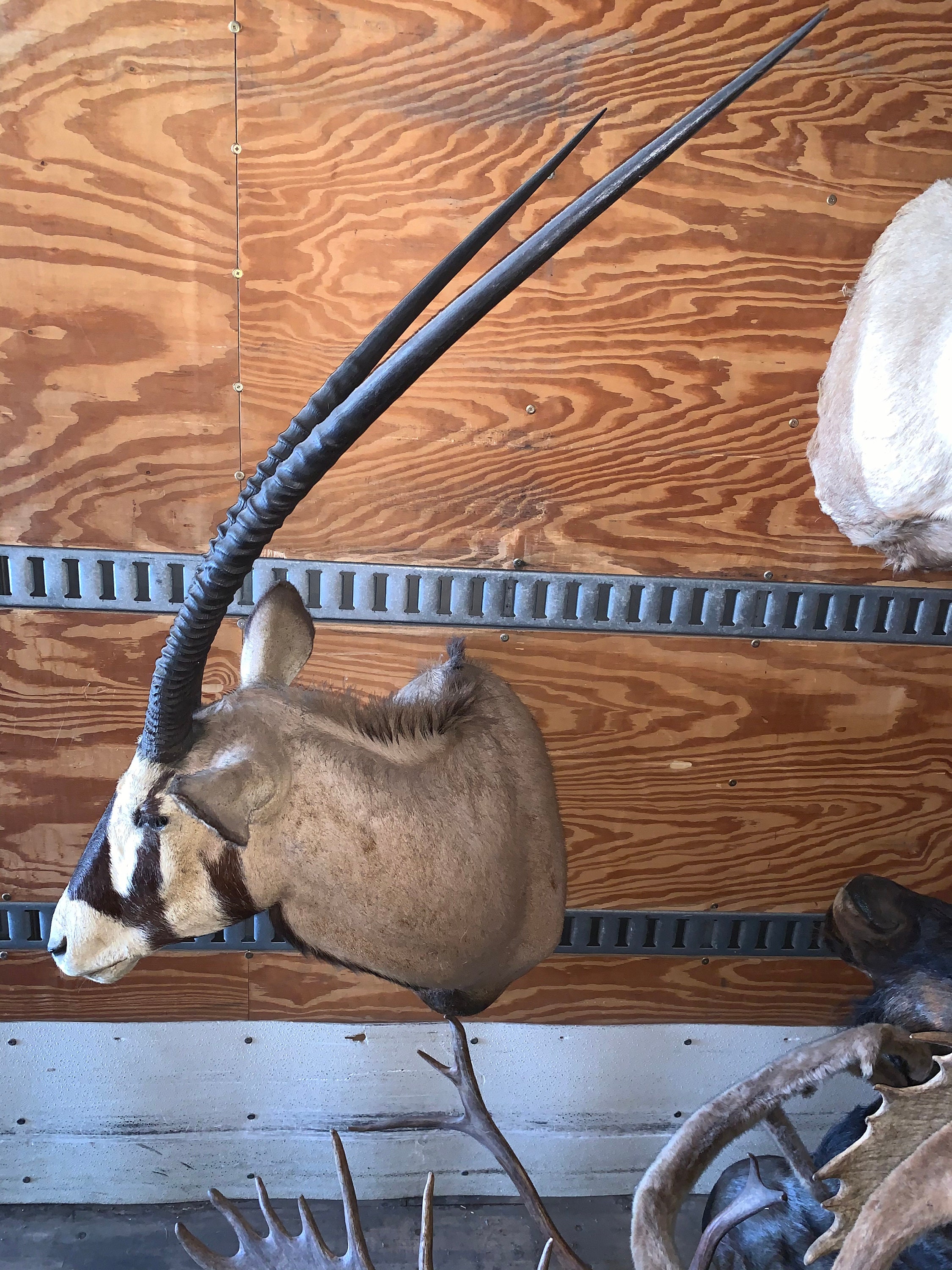 African Gemsbok Mount - Etsy