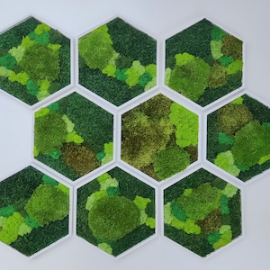 Moss Hexagons - Etsy