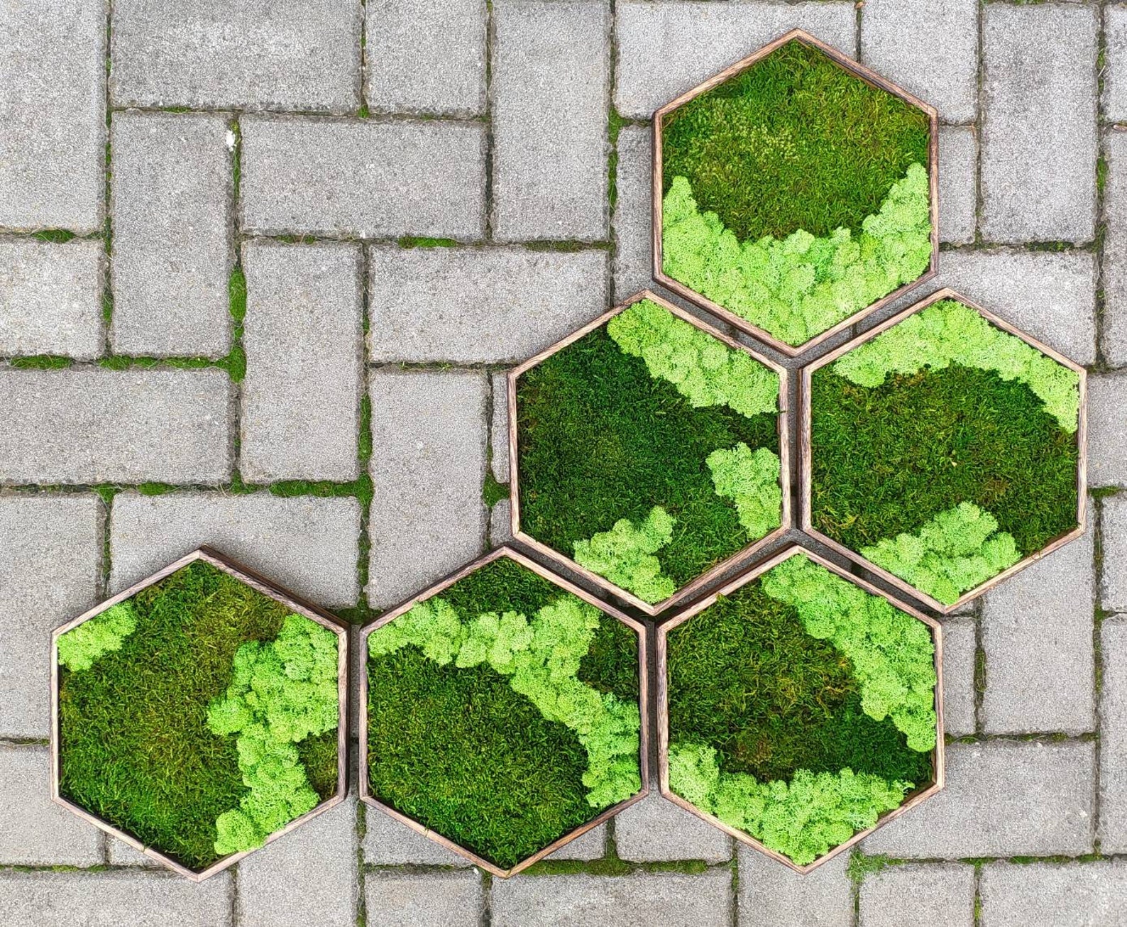 Moss Hexagons | Etsy