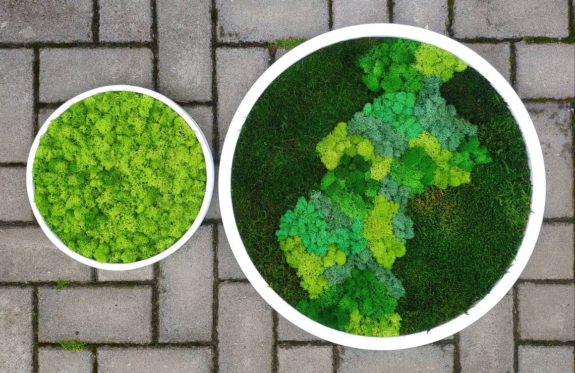 Moss wall art | Etsy