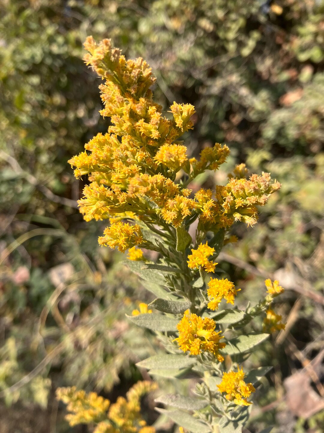 Tall Goldenrod Seeds (solidago Altissima), 100+ Seeds - Etsy