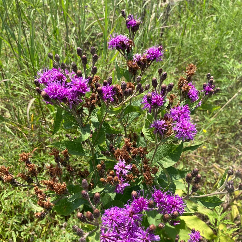 Western With Common - Etsy