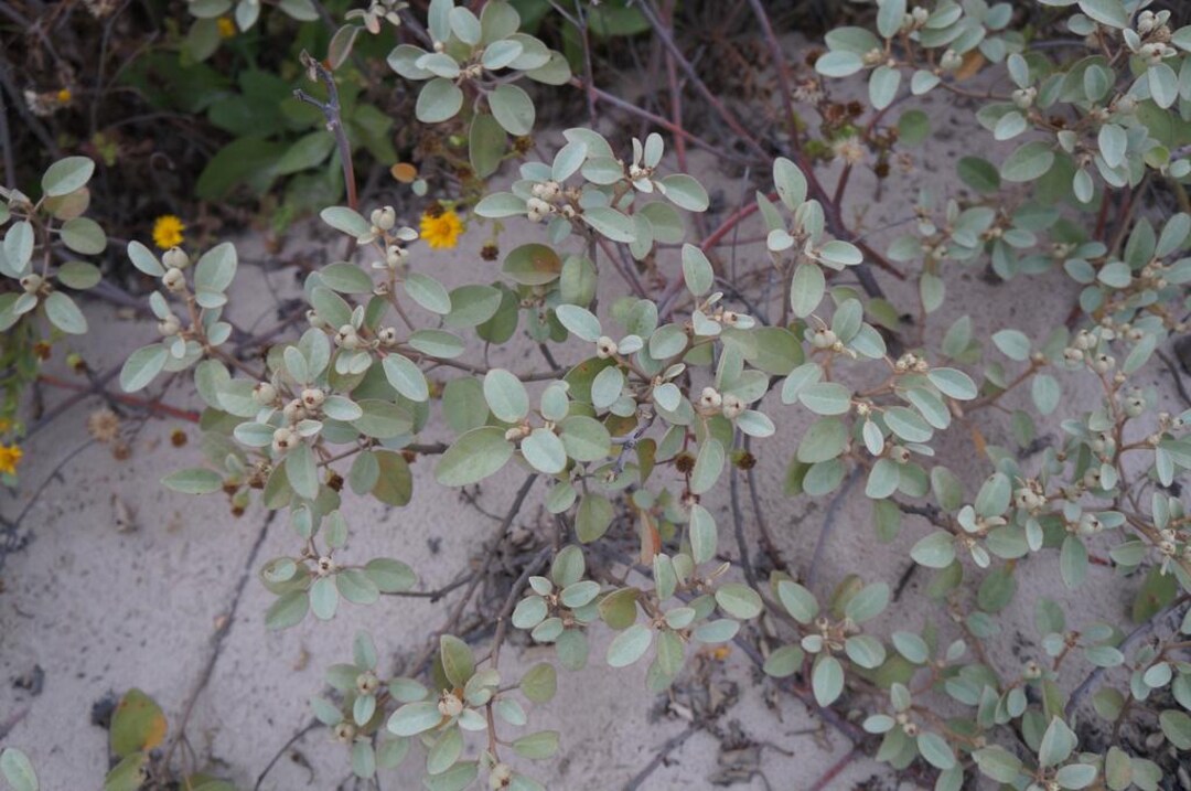 Gulf Croton, Beach Tea, Croton Punctatus, 1 Live Plant - Etsy