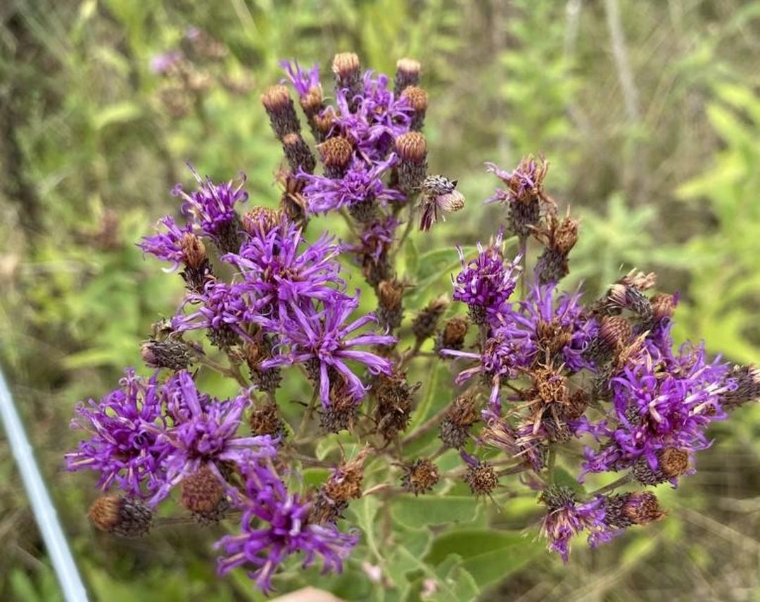 Western Ironweed Seeds (vernonia Baldwinii) - Etsy