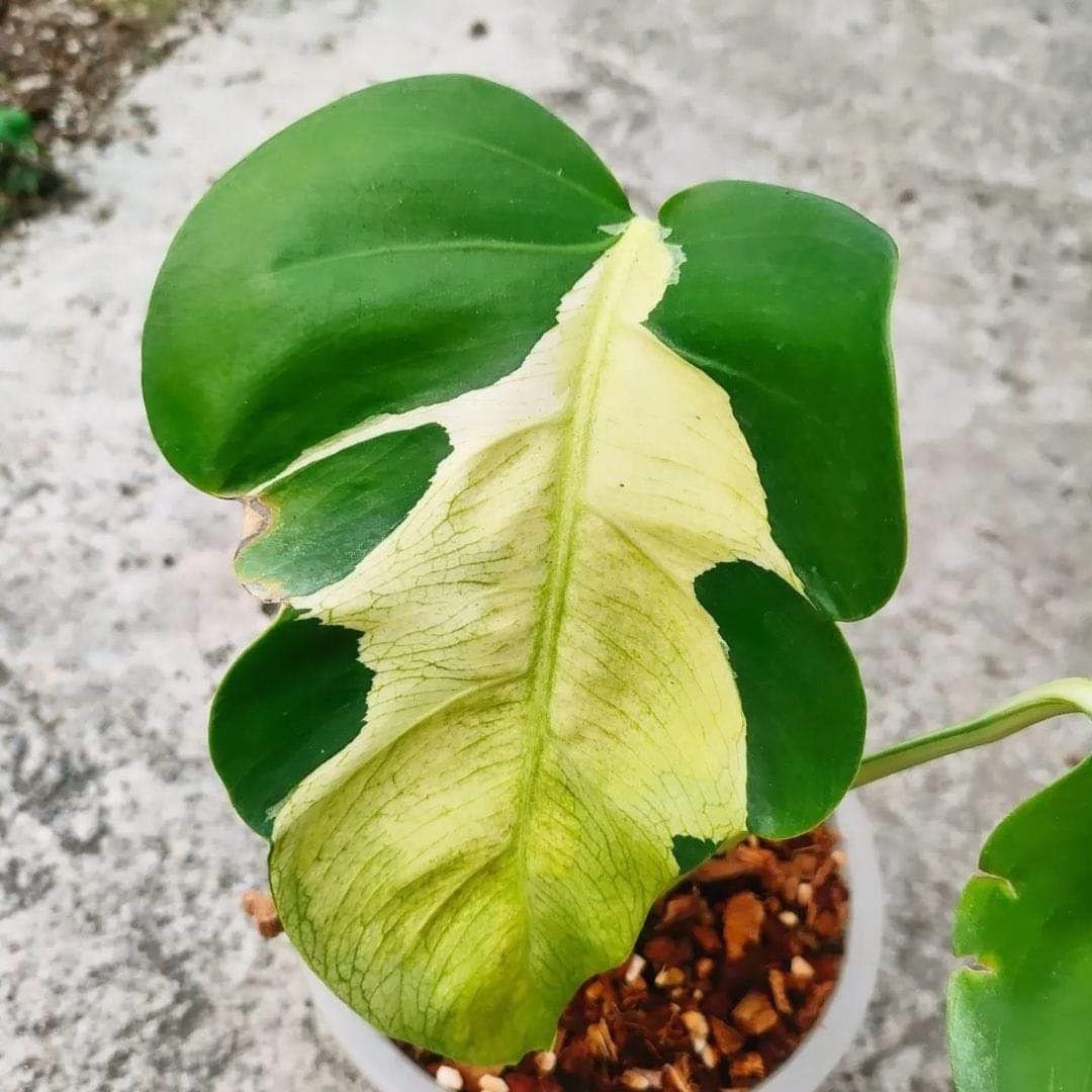 Rare Monstera White Lava Variegated Rooted Node Cutting - Etsy