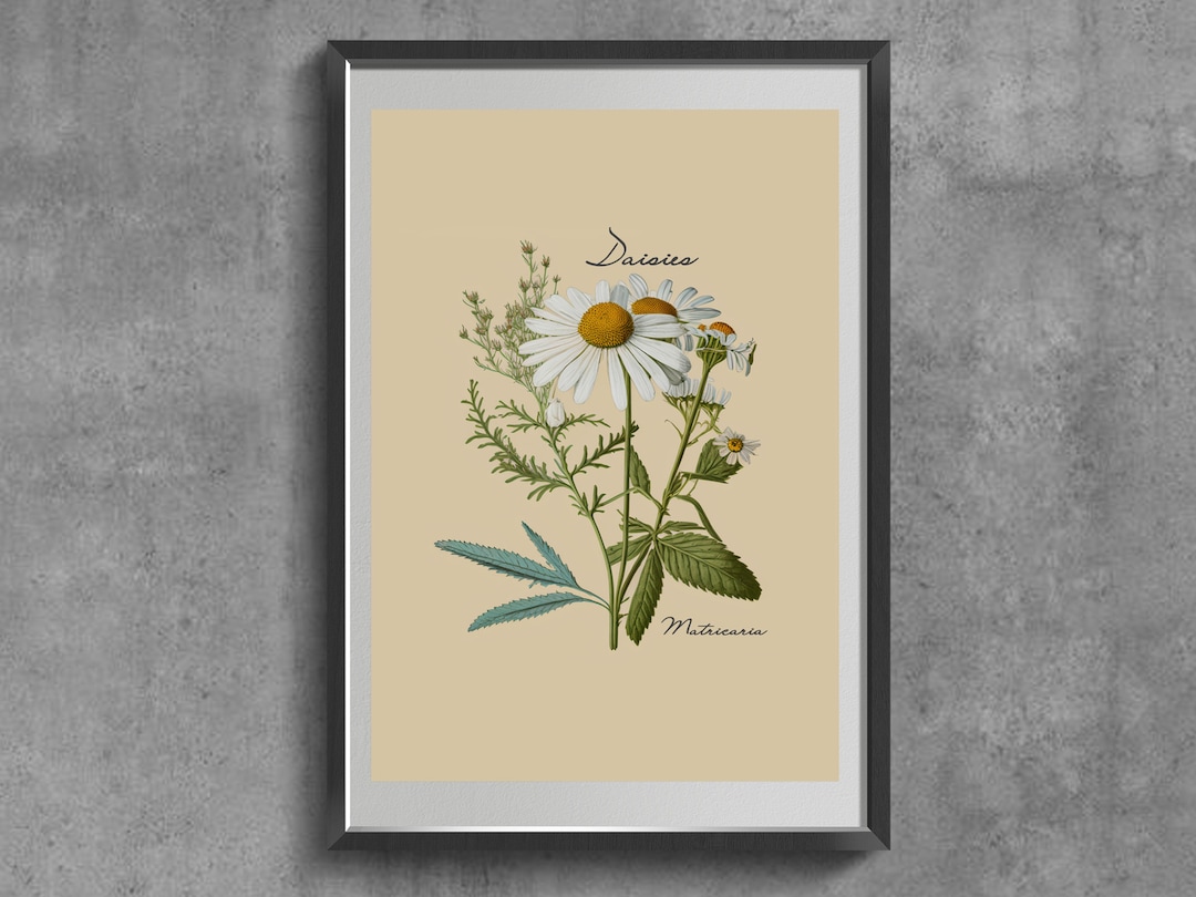 Chamomile Art Botanical Print, Floral Flower Print, Aesthetic Poster ...