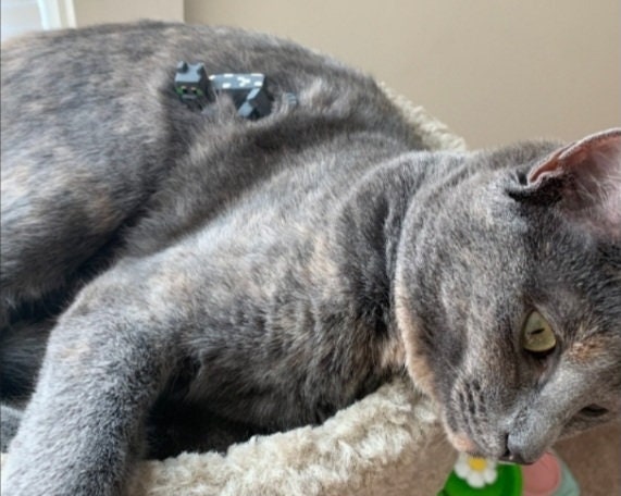 Custom Minecraft Cats - Etsy