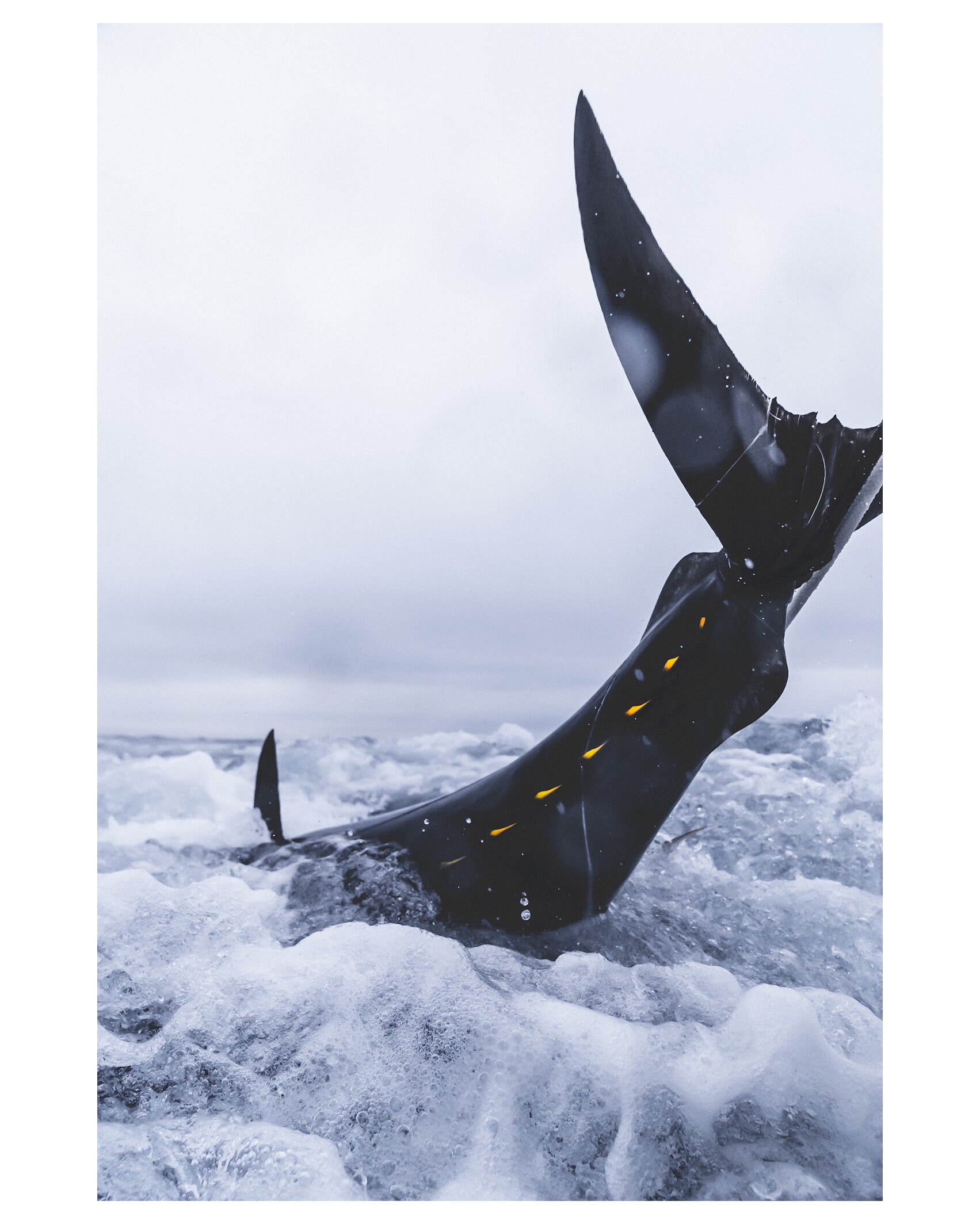 Bluefin Tuna – Wicked Tuna, Tuna Print, Ocean Print, Underwater ...