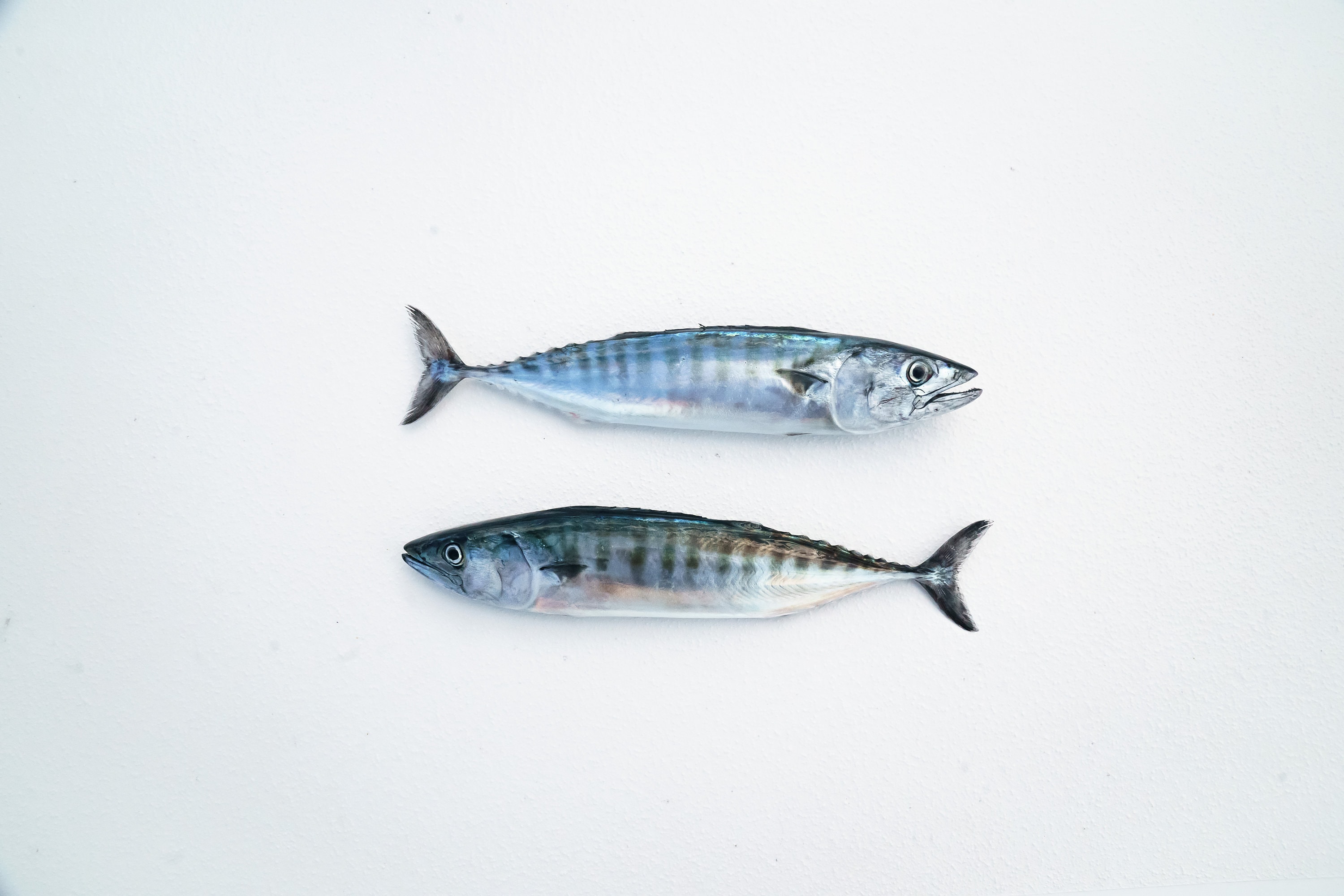 Saltwater Tuna Print - Coastal Decor, Abstract Fish Print, Nautical ...