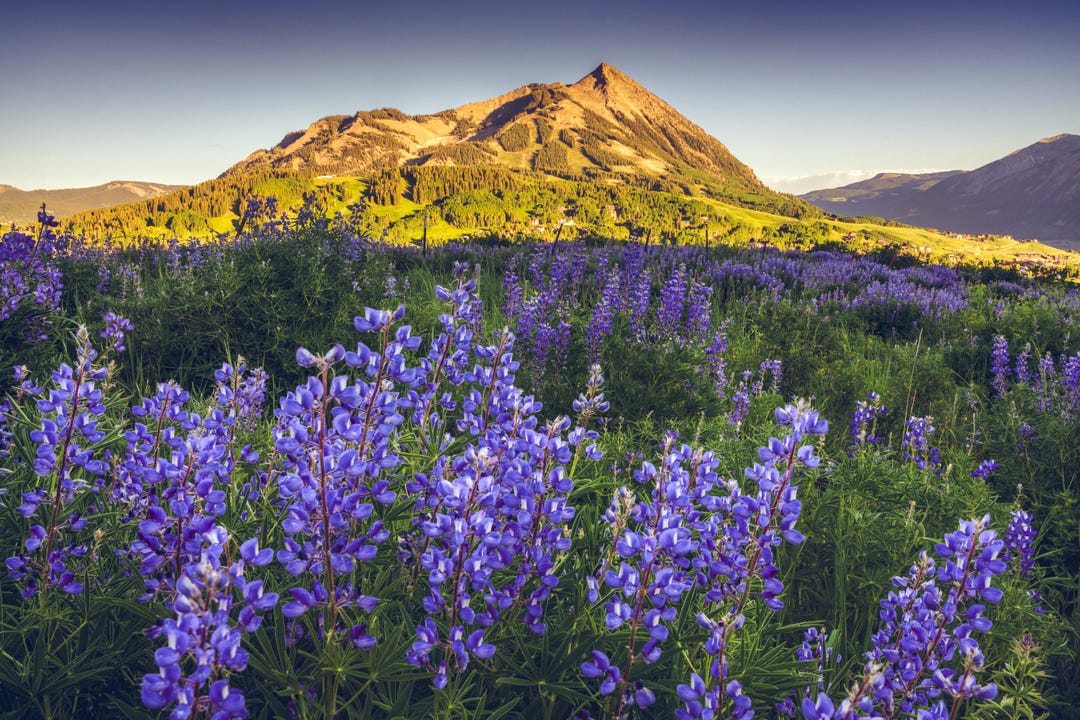 Crested Butte Colorado Picture, Purple Lupine Summer Wildflower ...