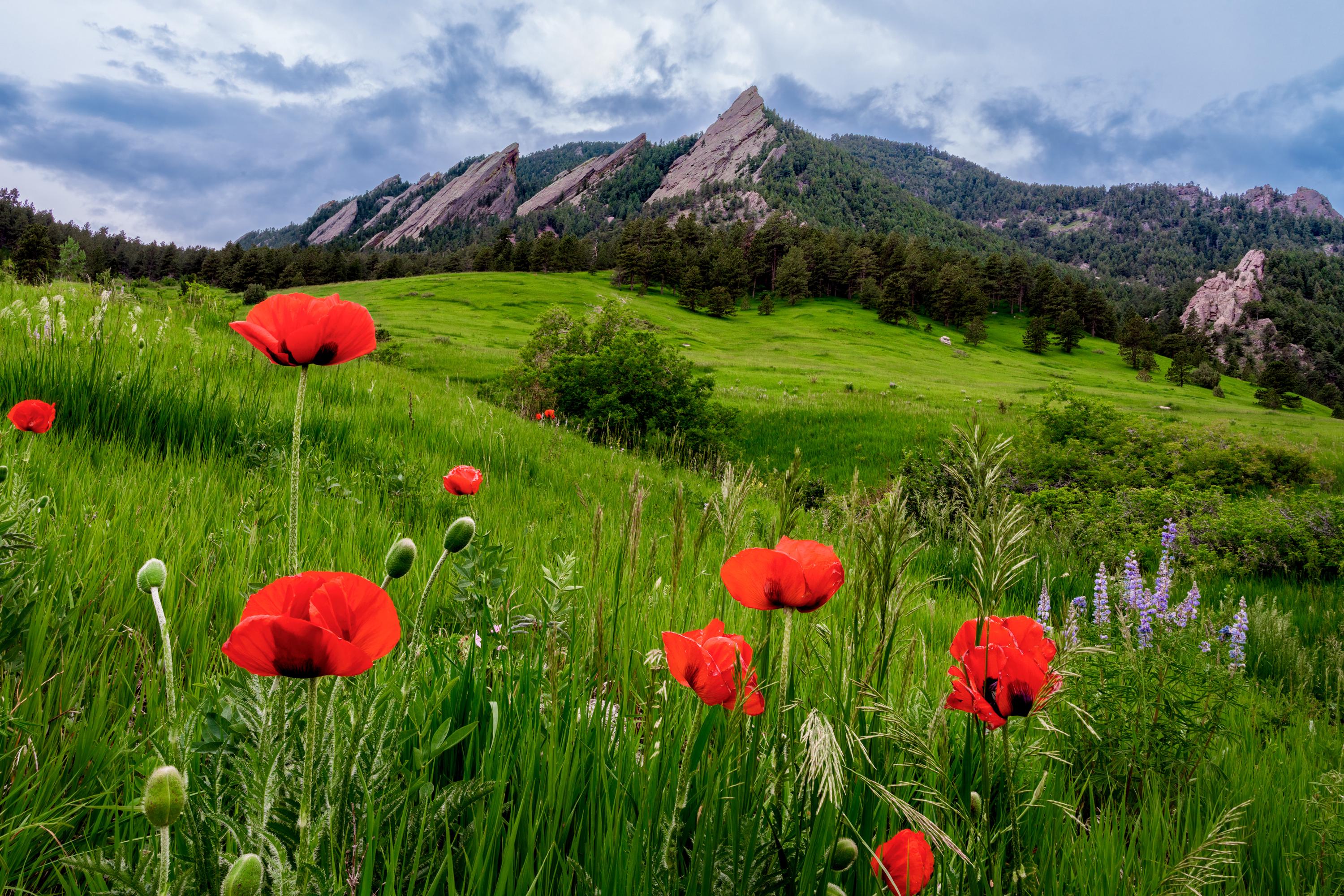 Boulder Flatirons Photography Print - Photo of Poppy Field and ...