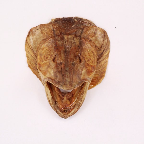 Fish Head - Etsy