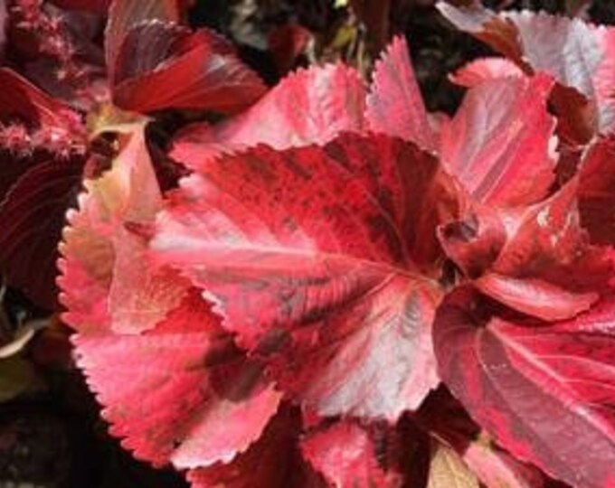 Acalypha Wilkesiana " COPPERHEAD " Live Plant in 4" Pot - Etsy