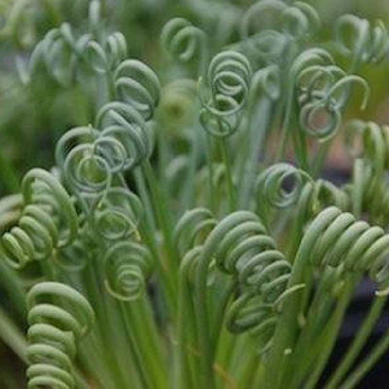 Frizzle Sizzle - Etsy