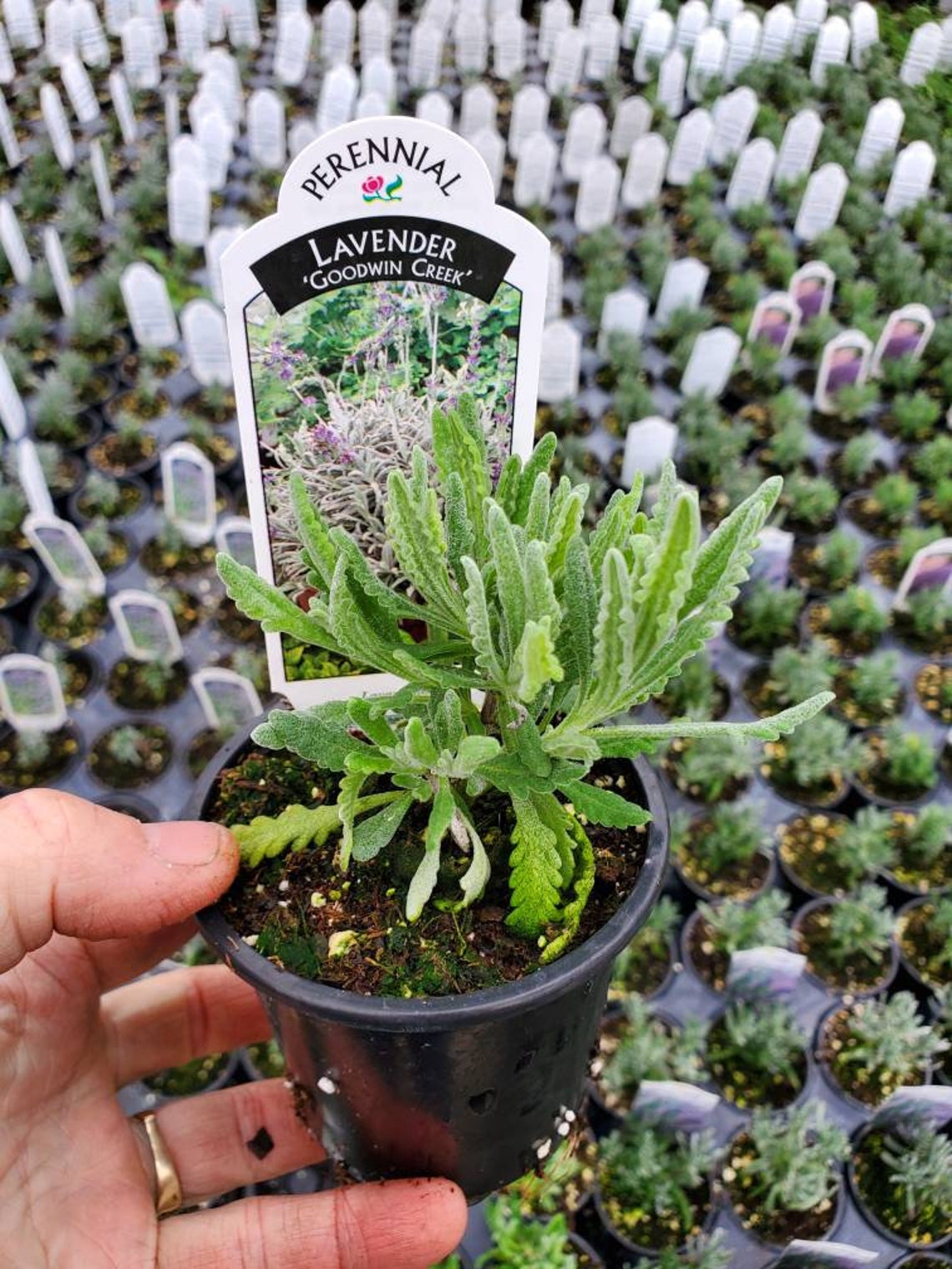 Lavender Goodwin Creek Gray Lavandula Plant in 3 - Etsy