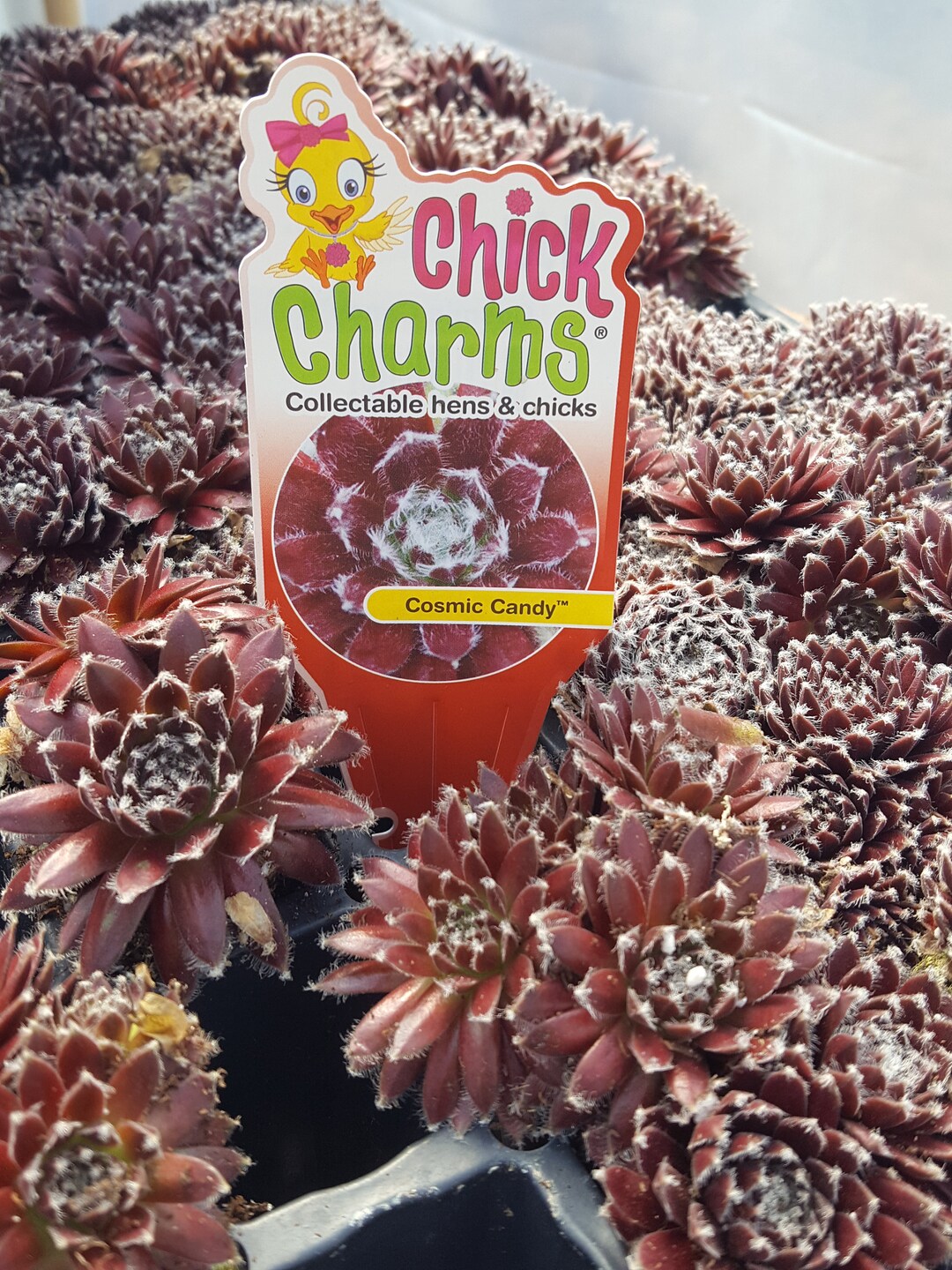 Chick Charms " COSMIC CANDY " Sempervivum Live Succulent Plant ...