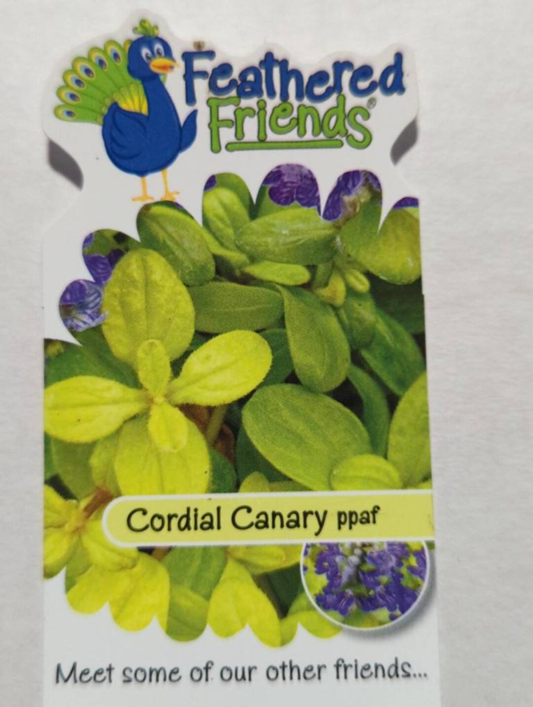 Ajuga Feathered Friends "cordial Canary" Plant in 4 1/2" Pot Perennial ...