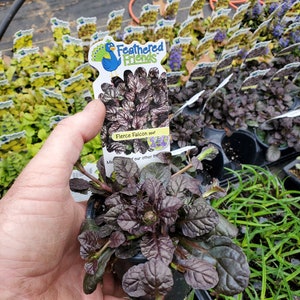 Ajuga Feathered Friends "fierce Falcon" Plant in 4 1/2" Pot Perennial ...