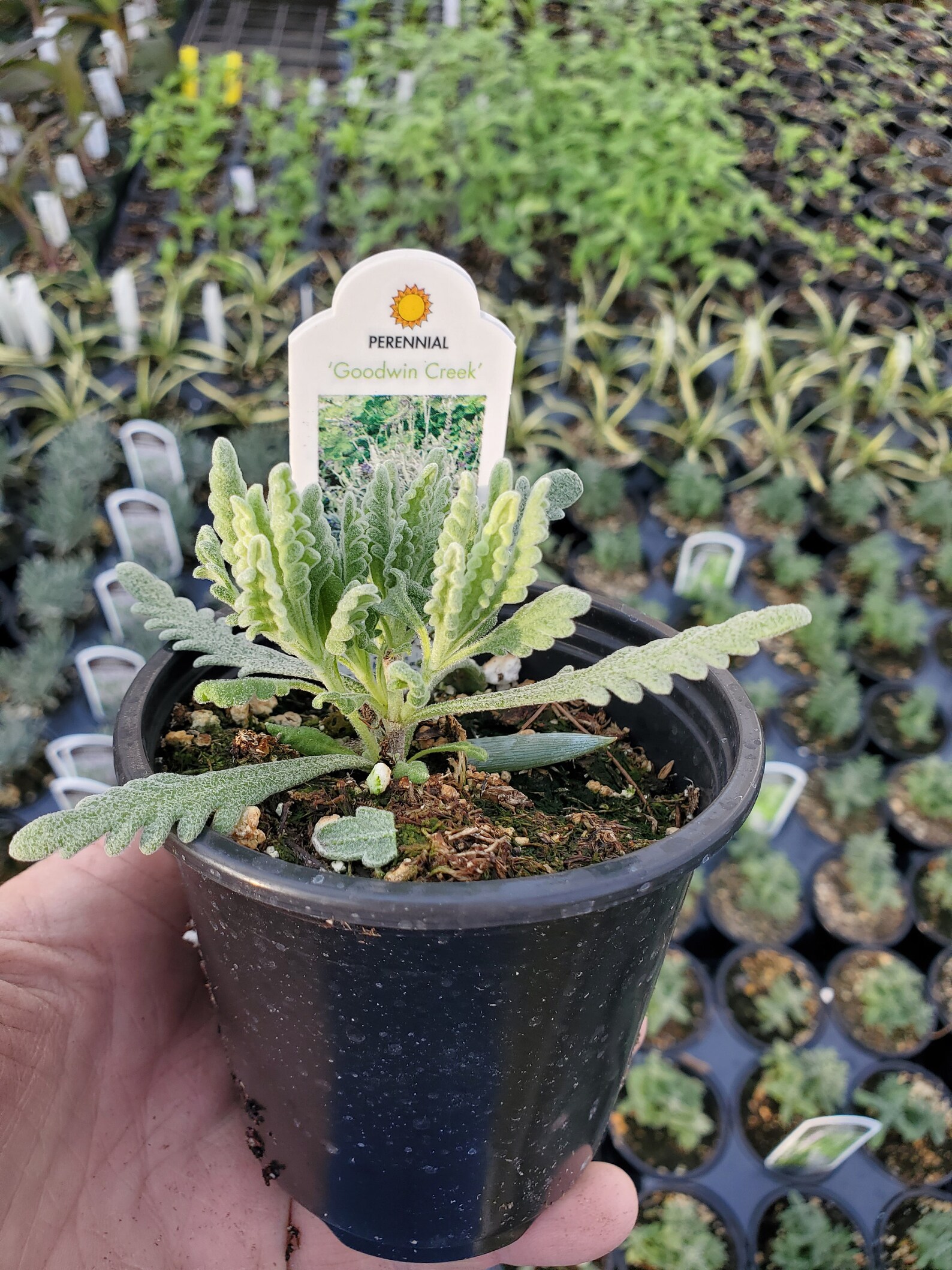 Lavender Goodwin Creek Gray Lavandula Plant in 3 - Etsy