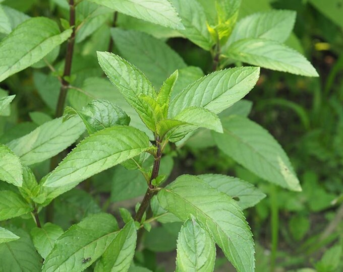 PEPPERMINT "mentha Piperita" Live Plant in " Pot - Etsy