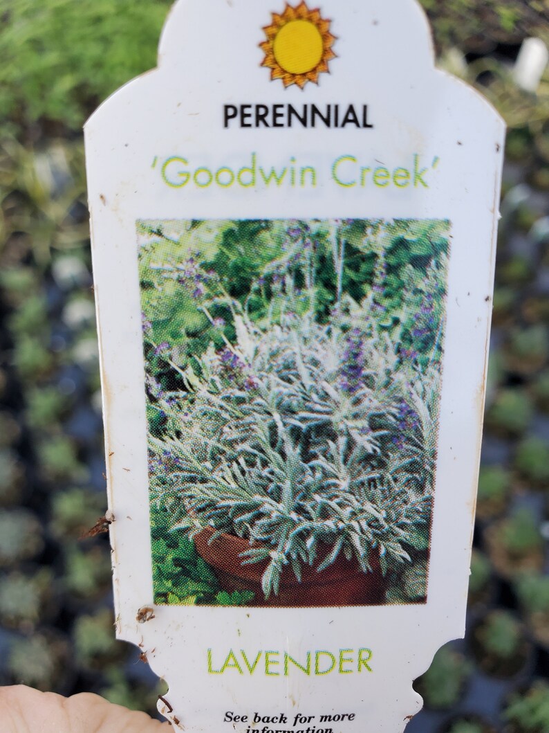 Lavender Goodwin Creek Gray Lavandula Plant in 3 - Etsy