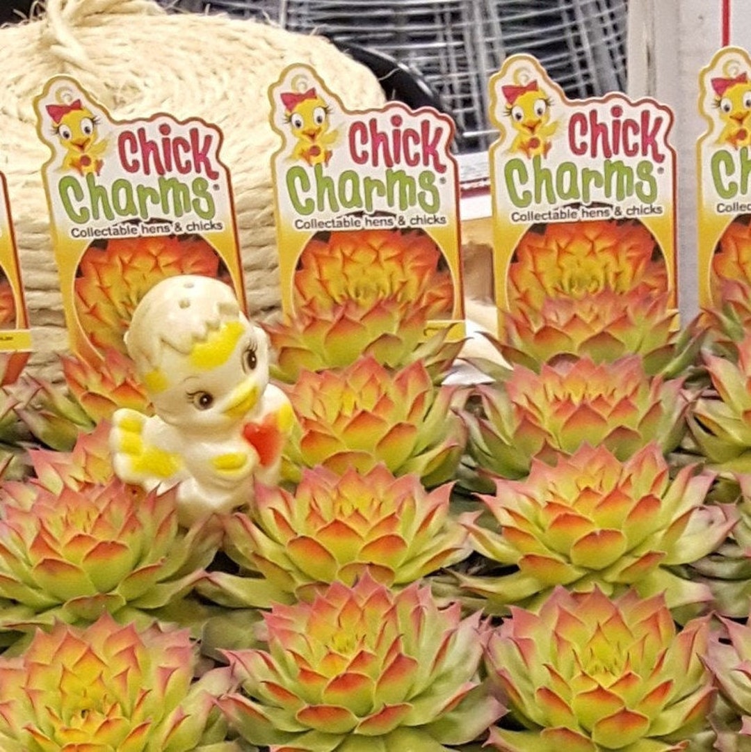 Chick Charms " GOLD NUGGET " Chick Charm Sempervivum Live Succulent ...