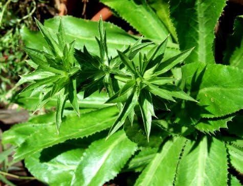 MEXICAN CILANTRO " Fitweed, Culantro, Cilantro Ancho, Mexican Coriander ...