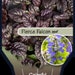 Ajuga Feathered Friends fierce Falcon Plant in 3 1/2 Pot Perennial ...