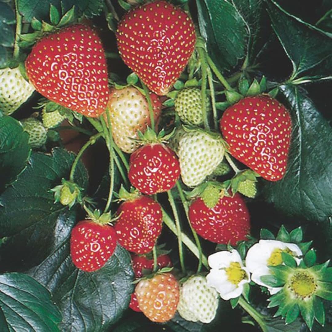 Strawberry " ELAN " Live Plant in 3 1/2" Pot - Etsy