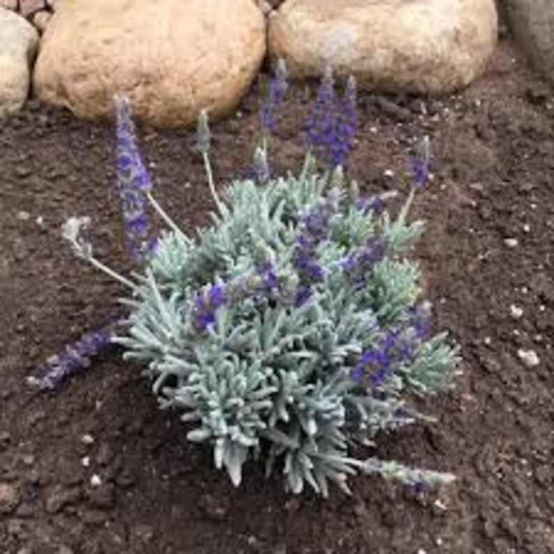 Lavender Goodwin Creek Gray Lavandula Plant in 3 - Etsy