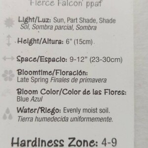 Ajuga Feathered Friends "fierce Falcon" Plant in 4 1/2" Pot Perennial ...